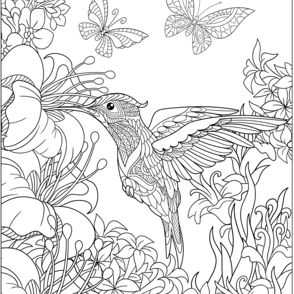 Coloriage de colibris – Castle Arts
