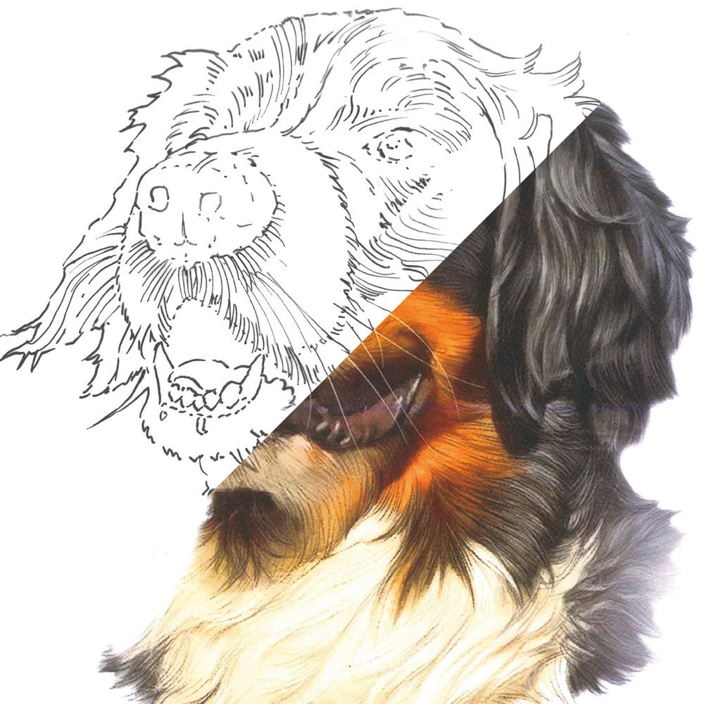 Bernese Dog | 120 Piece Castle Gold Coloured Pencil Set – Castle Arts